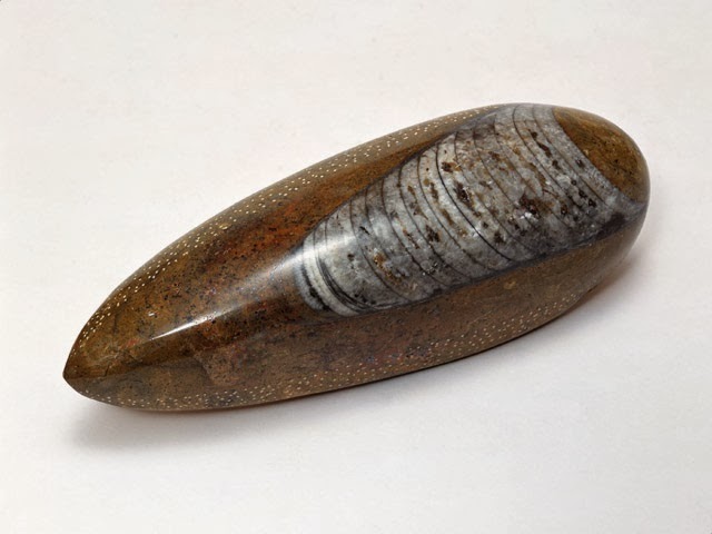 GRUPPO NATURALISTA MELEGNANESE "C. F. Parona": Accenno sulle belemniti