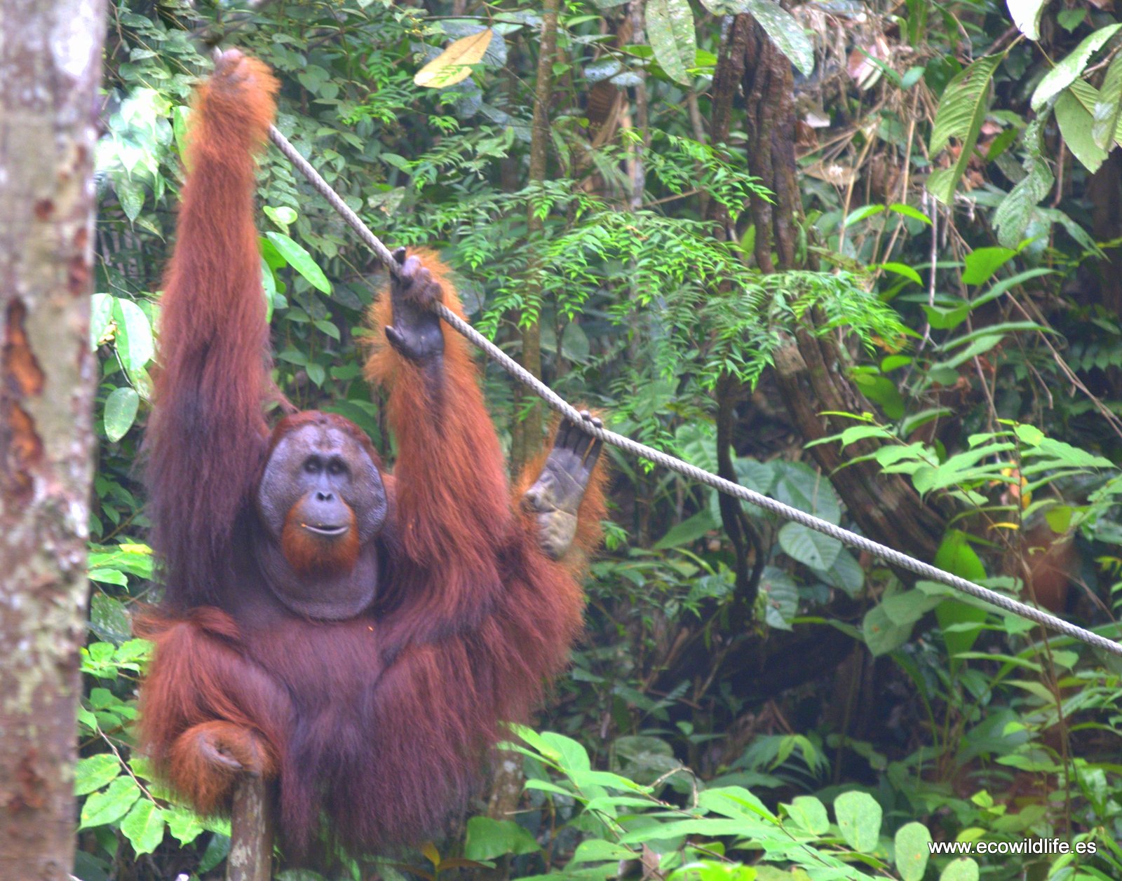 WILDLIFE&EXPEDITIONS: EXPEDICIÓN BORNEO(II): EL ORANGUTAN