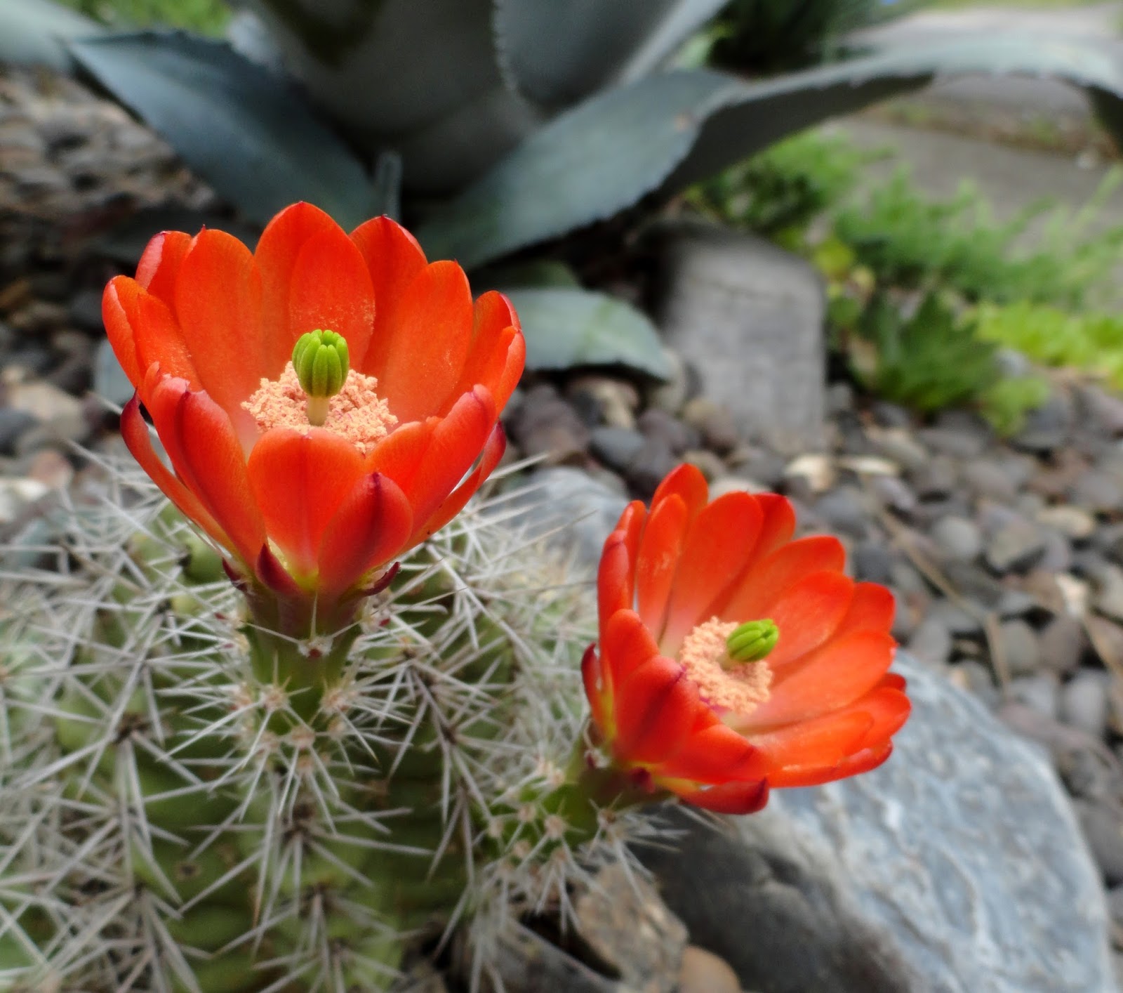 danger garden: My cactus is blooming! My cactus is blooming!