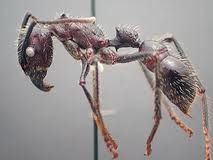 BREA VENENOS: -Paraponera clavata (hormiga 24)