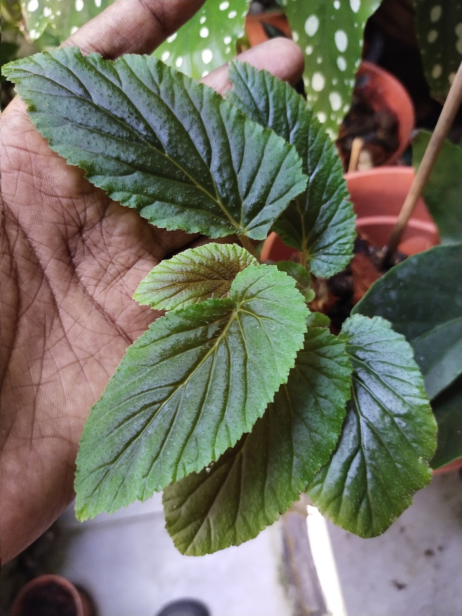 Garden Chronicles : 125 Different Types of Begonias - Names and Images ...