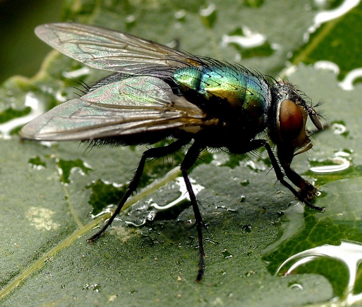 ING AGROPECUARIA: INSECTOS