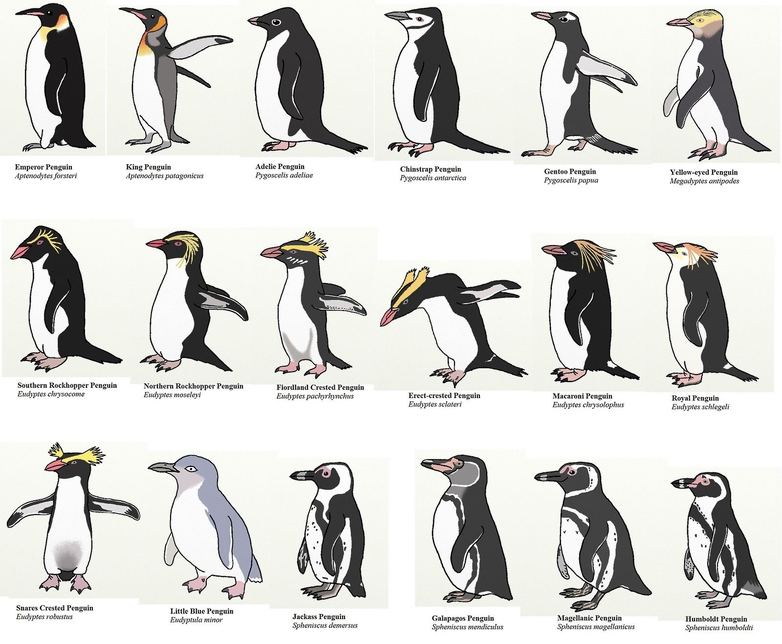 Datos Curiosos Sobre Los PingÜinos