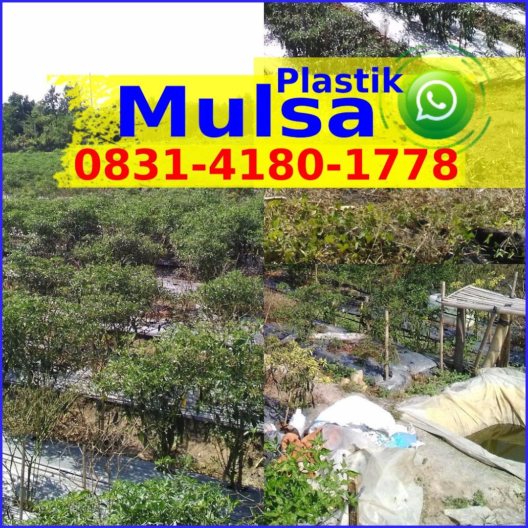Peran Mulsa Plastik Hitam Perak Dan Cara Pemasangannya – Ö8౩I–ᏎI8Ö–Iᜪᜪ8 [wa] Jual Mulsa Plastik ...