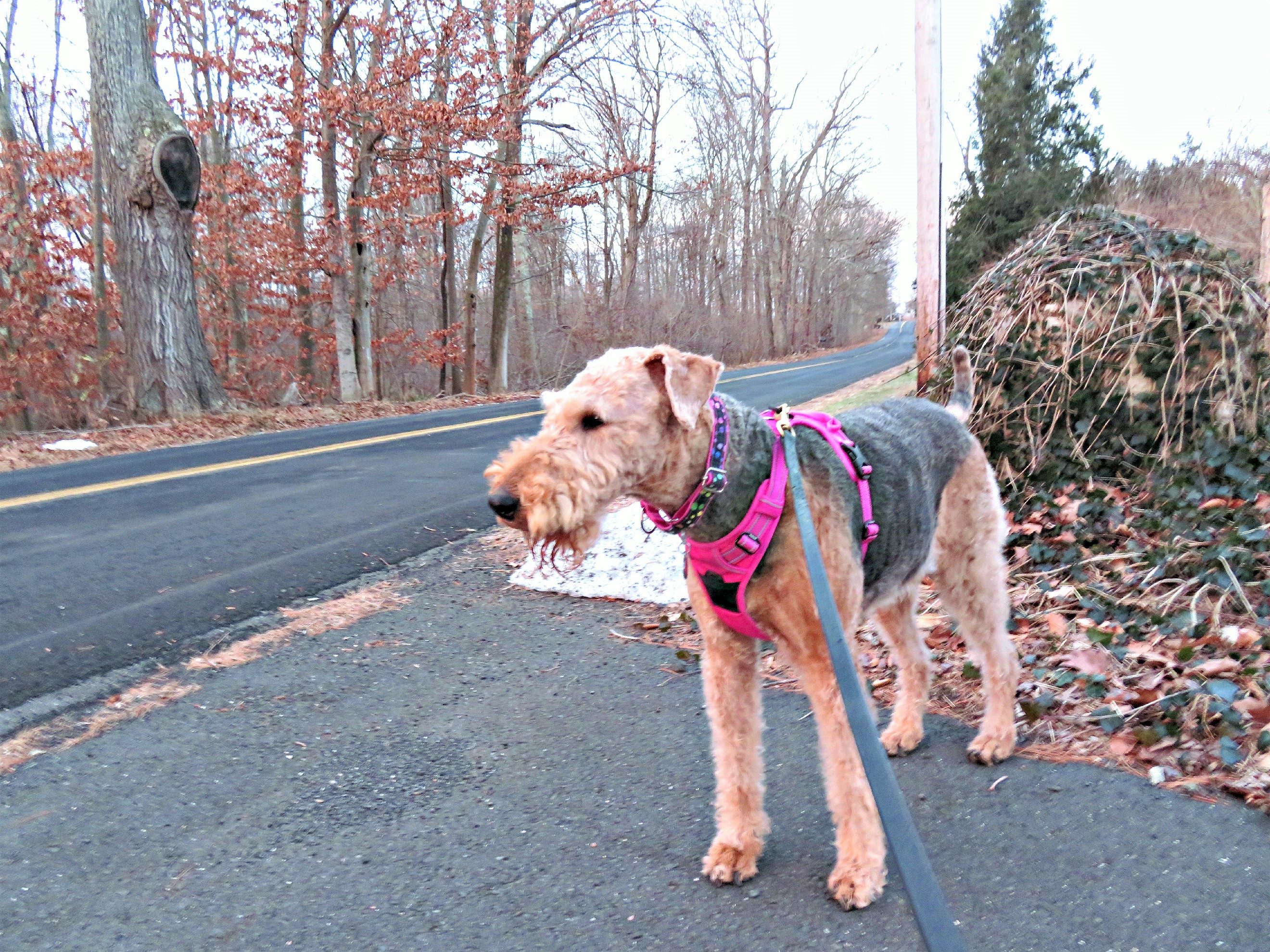 Molly the Airedale: Nature Friday