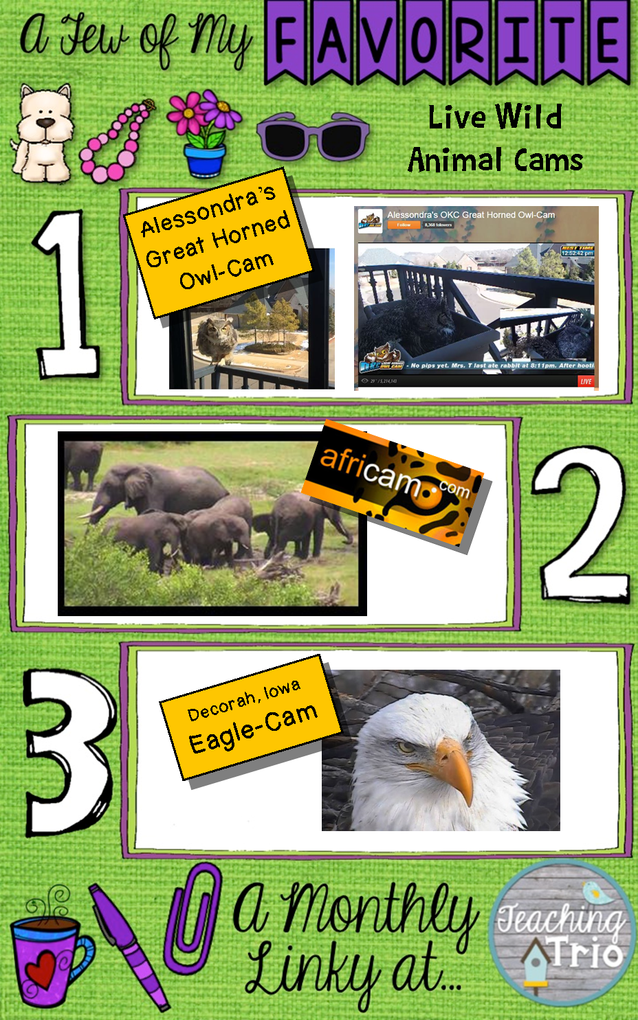 KB...Konnected Clips: My 3 Favorite Animal Web Cams
