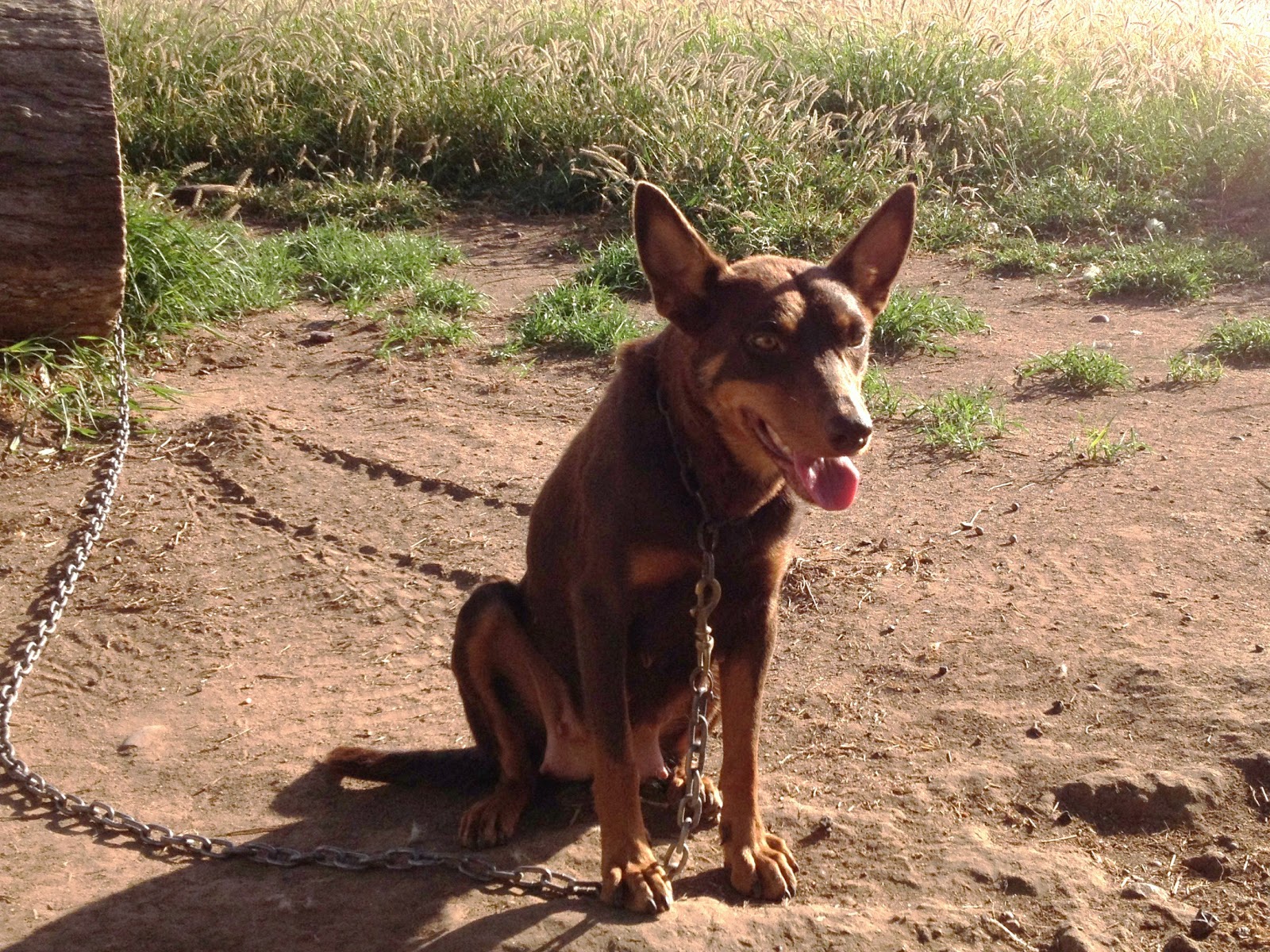 Silver Star Kelpie Stud: NEW PUPPIES