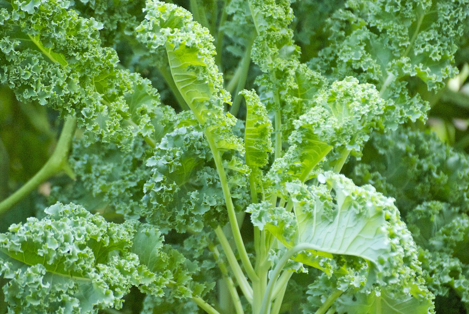 Savoring Servant: Kale, the new star of veggies!