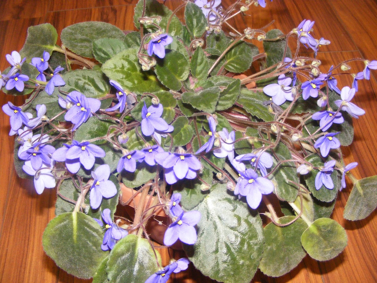 Violete de parma | Preparatedevis.ro