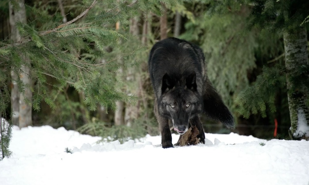 The Grey Movie Alpha Wolf