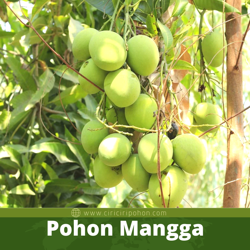 Fakta Tentang Pohon Mangga yang Mengejutkan - Ciriciripohon.com