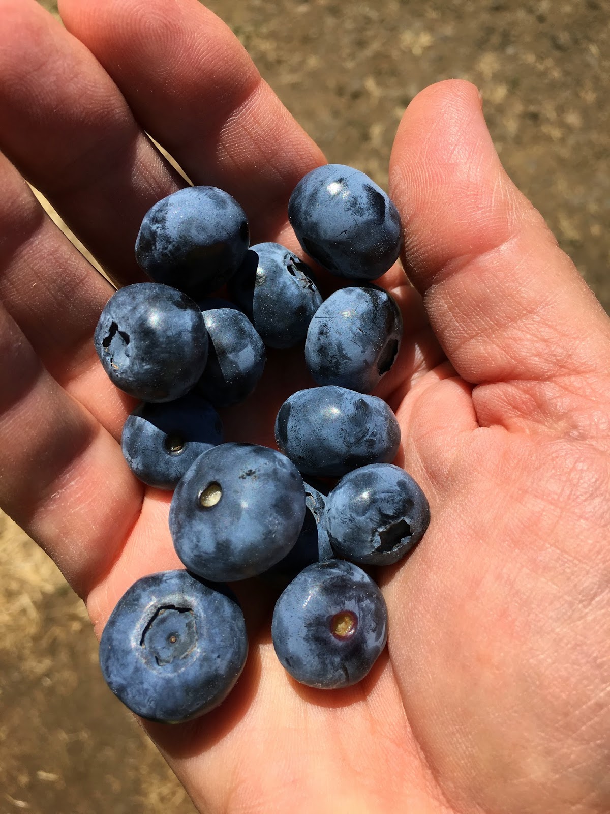 WALLA WALLA DAILY PHOTO As Seen By Susan: BLUEBERRY-LICIOUS