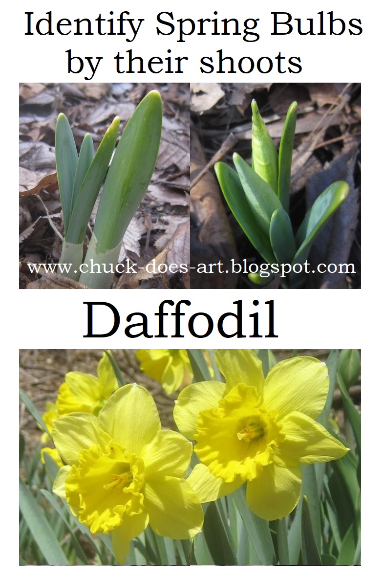Chuck Does Art: Identifying bulbs growing in early spring by shoots