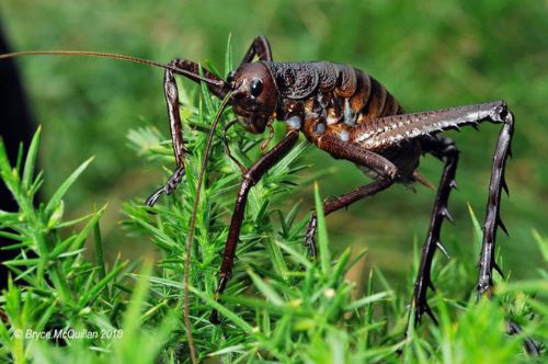 The Largest Insect - Giant Weta