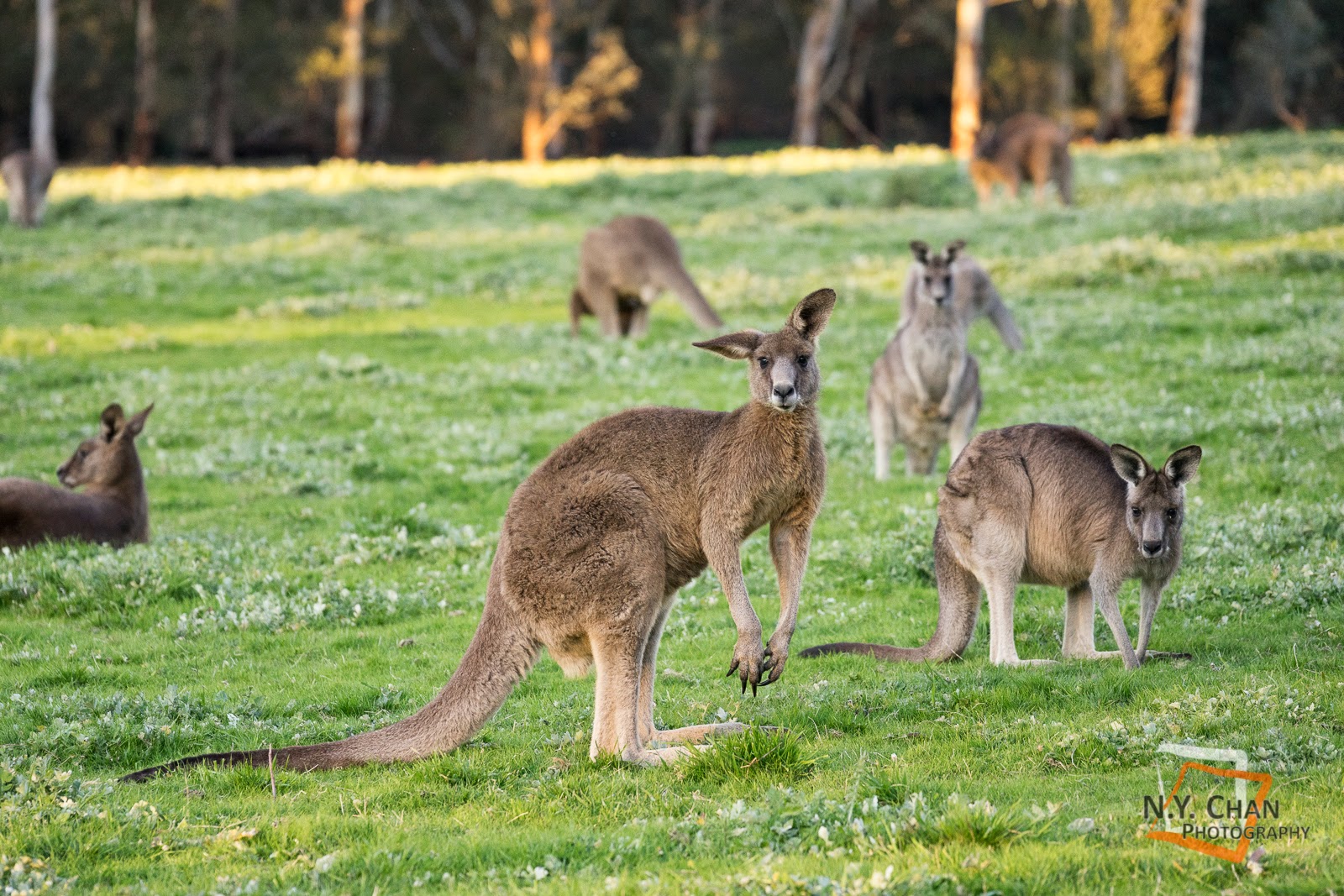 AI: Artificial Imagination: Spring Kangaroo Pt II