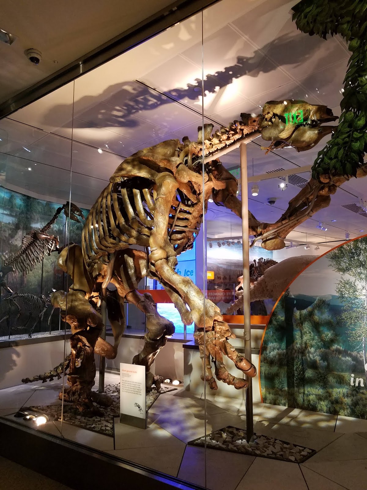[Explore DC] NOW OPEN! David H. Koch Hall of Fossils -- Deep Time ...