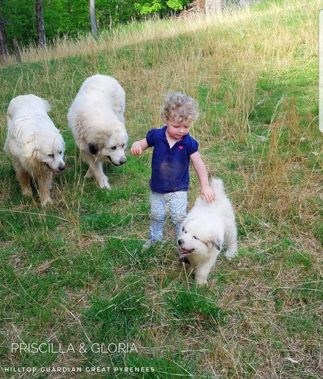 Hilltop Great Pyrenees: Our Breeding Pyrs