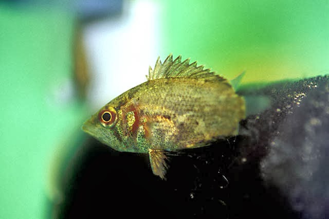 INDONESIAN FRESHWATER FISH COMMUNITY - IFFC: 9 Species of Family ...