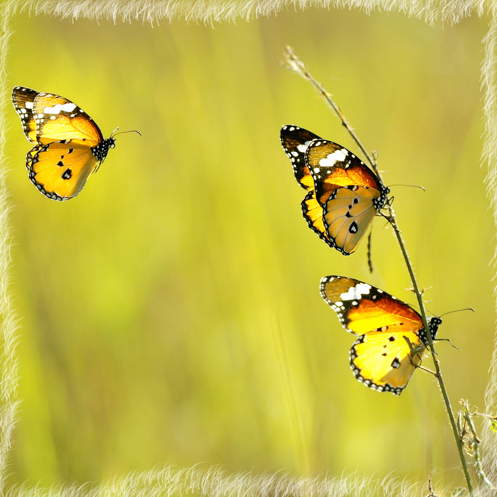 School Of Digital Photography: How to Make a Custom Border for Your ...