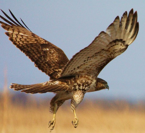 Aussie Macro Moments: Woosh, wooosh, wooooosh: Them be the wings of ...