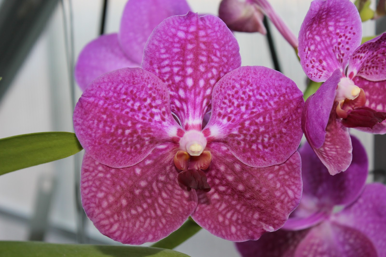 aventura com orquídeas: Vanda Pink