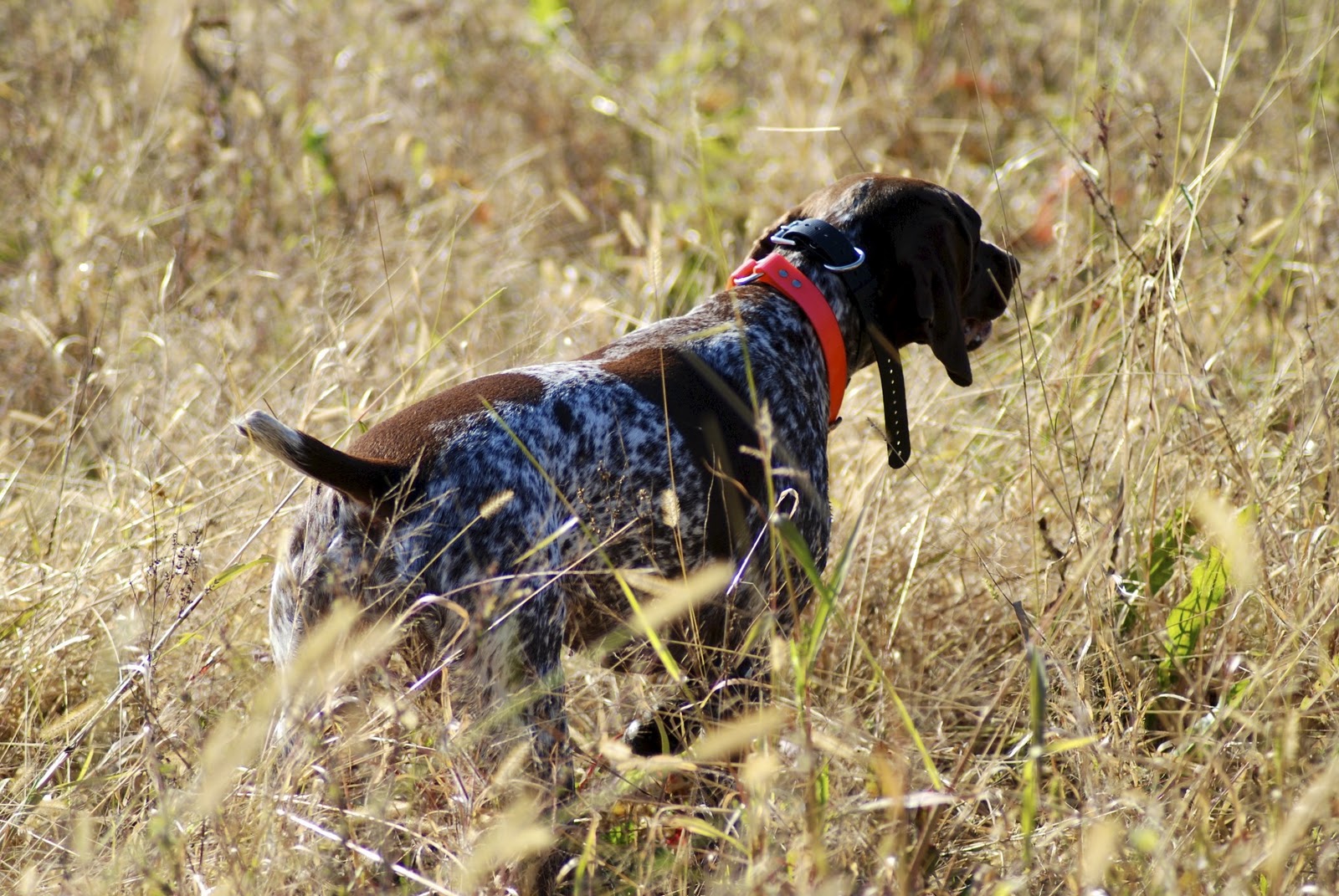 Adventures of a GSP Hunting Dog: A little Fall Training!