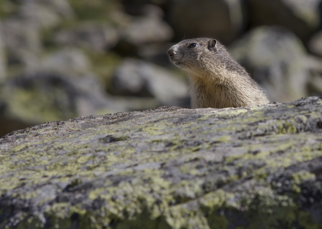 Lienzo tierra: ¡ Marmotas