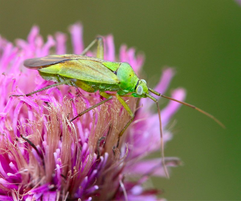 Murfs Wildlife : July Bugs