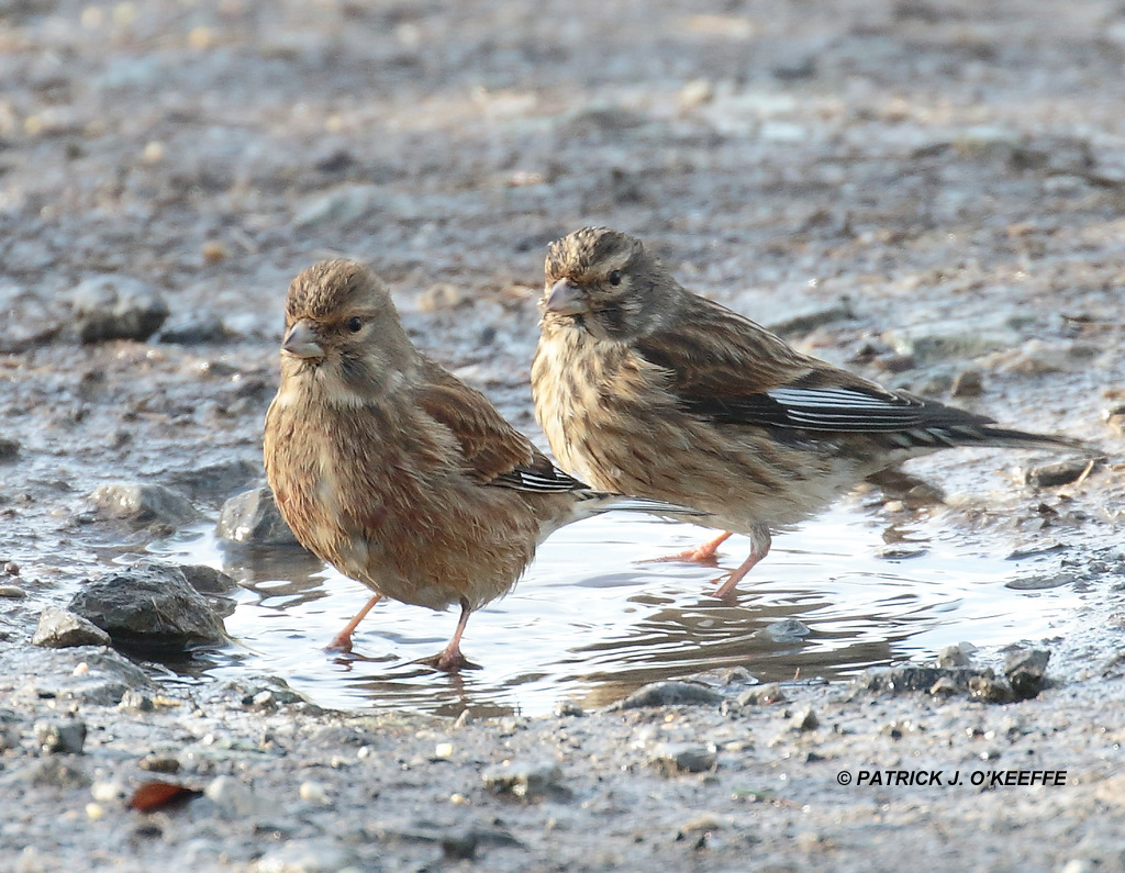 Raw Birds: COMMON LINNET (Linaria cannabina) male on left with female ...