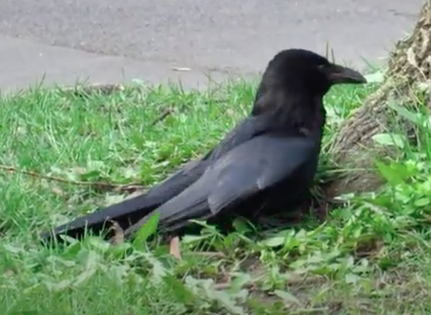 The Rattling Crow: Anting Carrion Crows