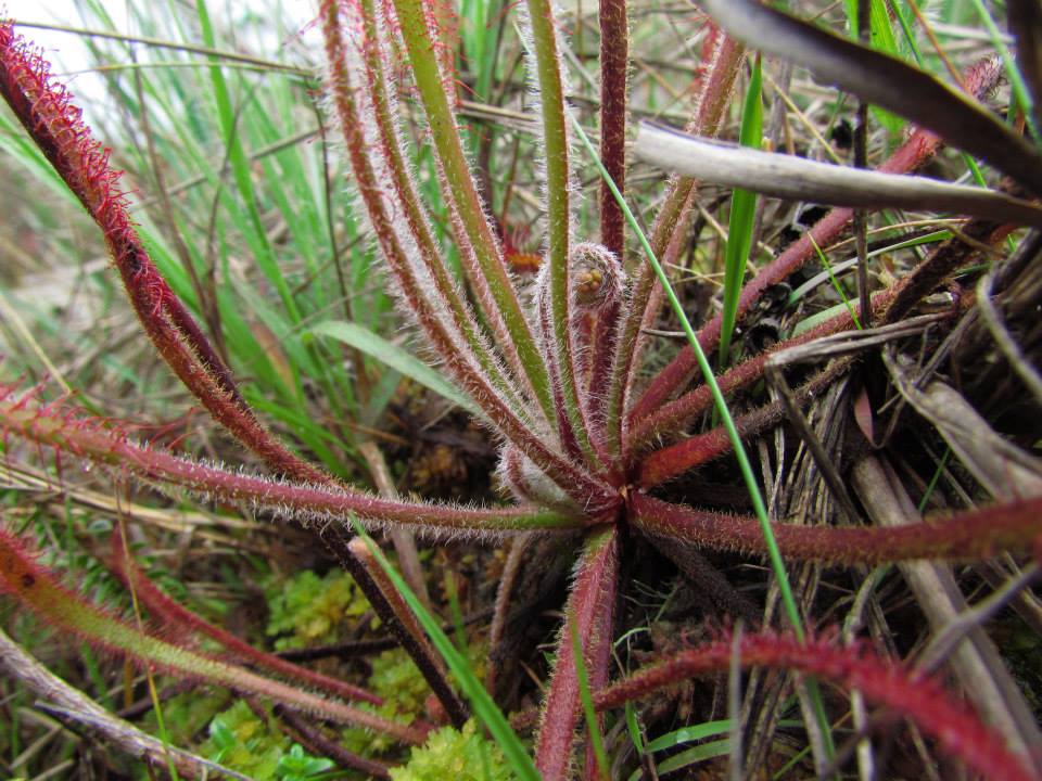 Droseras Brasileiras - Drosera villosa