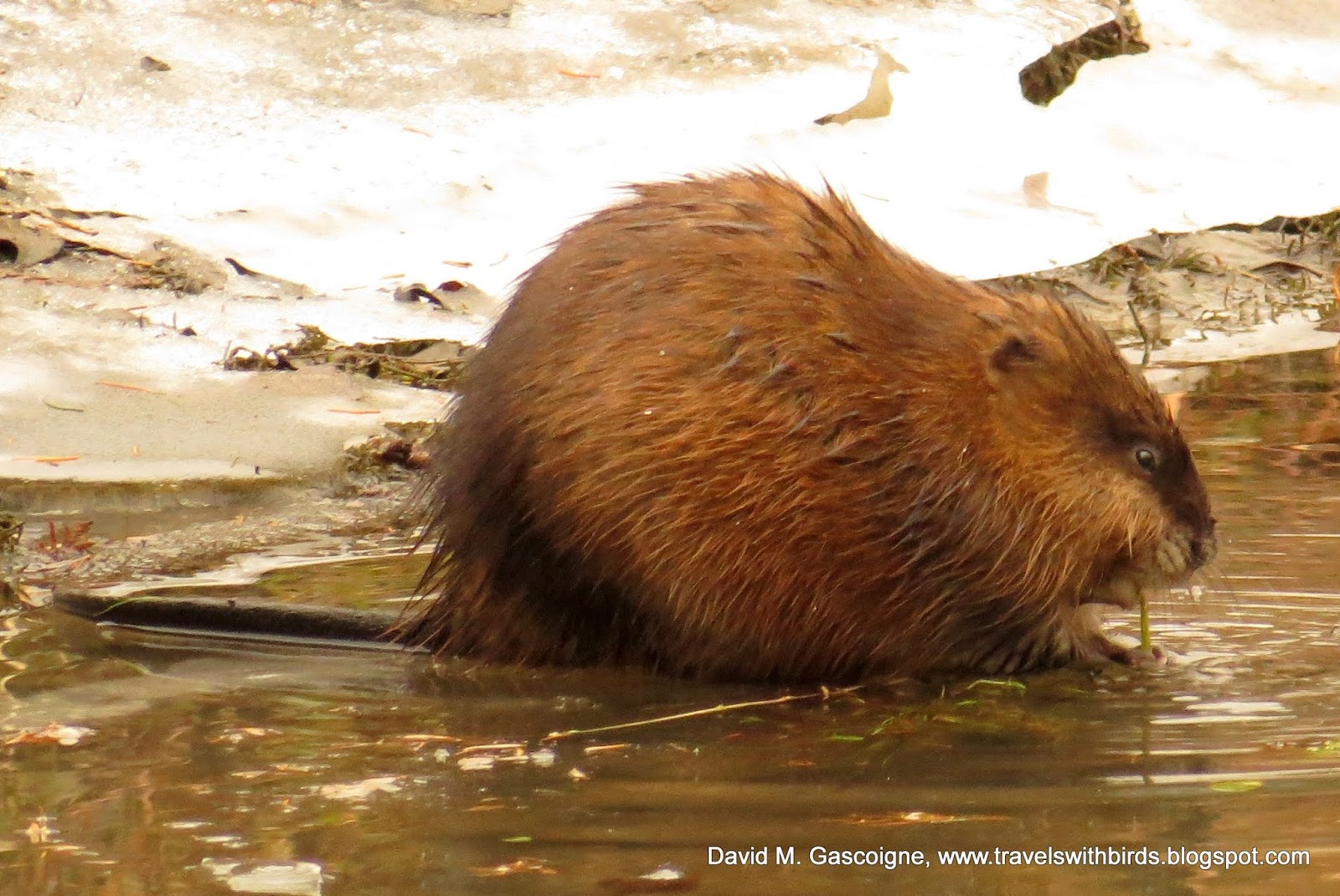 Muskrat (Rat musqué) - Travels With Birds