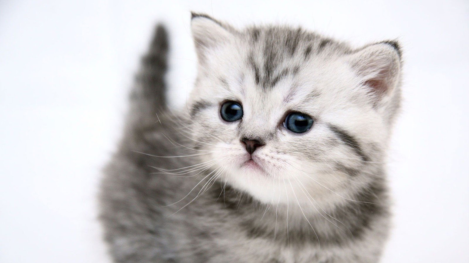 Cute Cat Wallpaper HD + For Android And Desktop