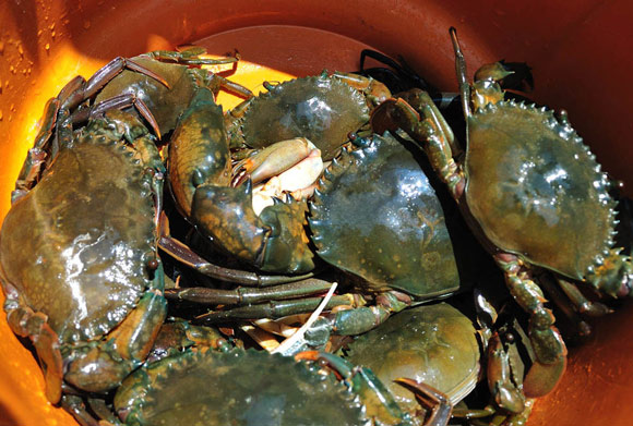 Cara Mudah Dan Jitu Memancing Kepiting - Mancing Arena