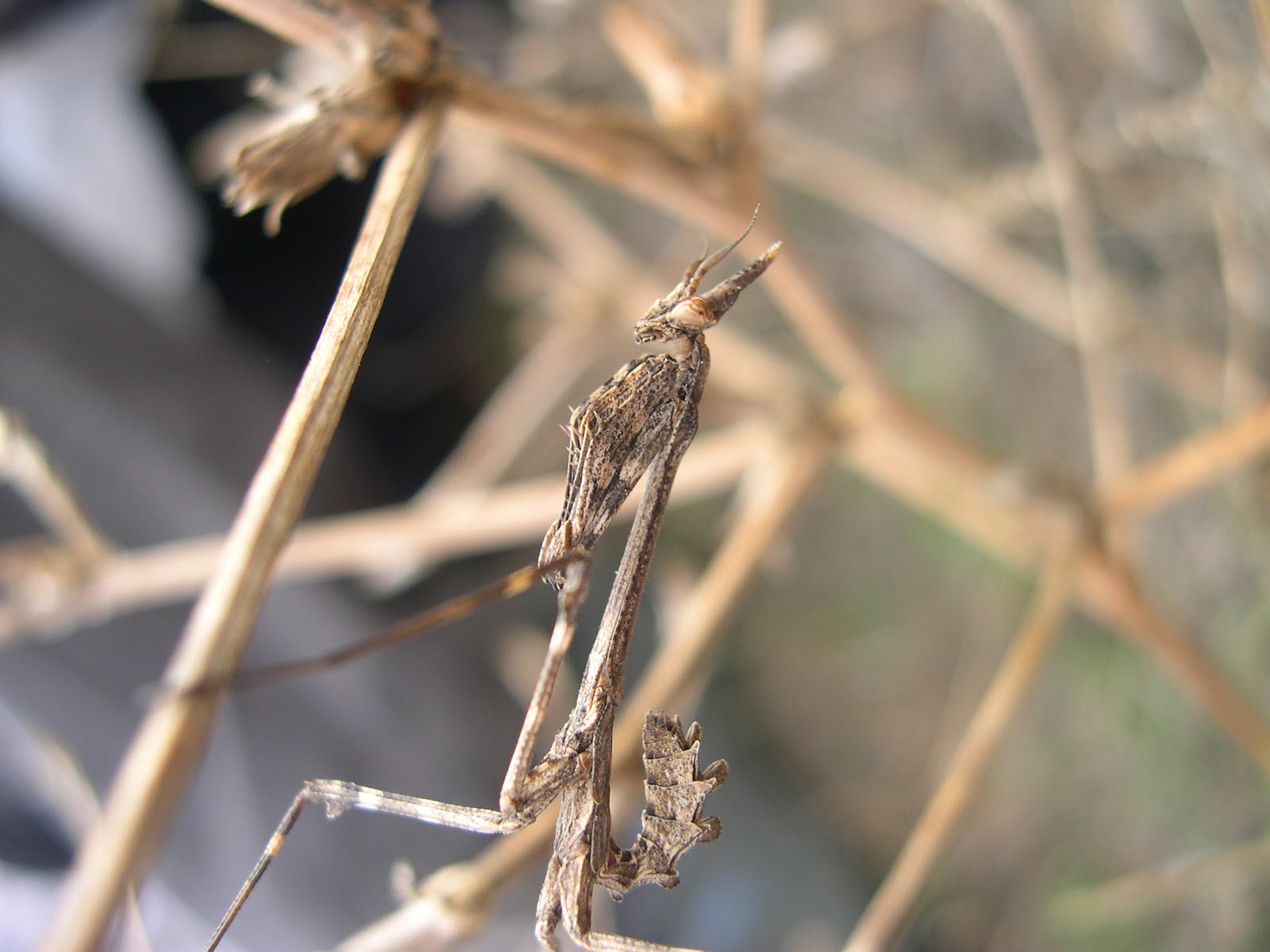 Cuaderno de una bióloga de bota: La mantis palo