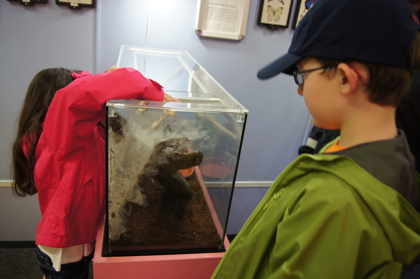 Insect Study, Insects In Resin Kit & Bug Zoo, Montessori Zoology At ...