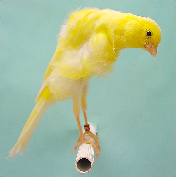 Bird Song: Canary Birds