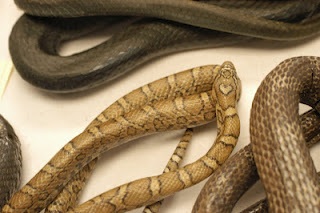 Biology of the Reptilia: Blog Entry 6: Serpentes/Ophidia: Brad and Michele