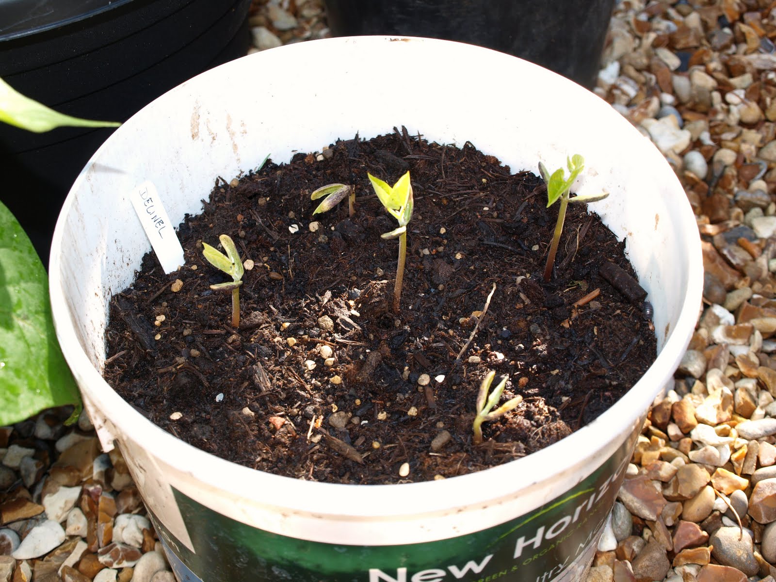 Mark's Veg Plot: Harvesting beans now!