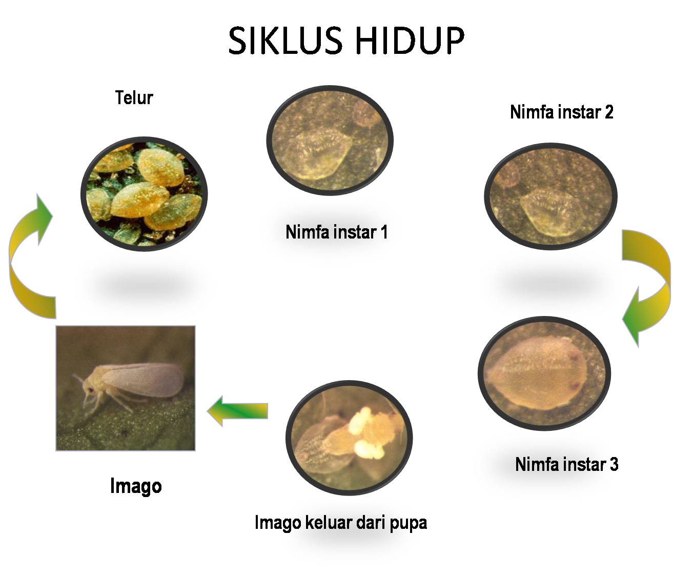 SAUNG SUMBERJAMBE: KUTU KEBUL (Bemisia tabaci Genn.)