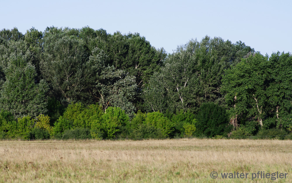 Nature photos from an Amateur Naturalist: Bugac-Puszta, Hungary (Bugac ...
