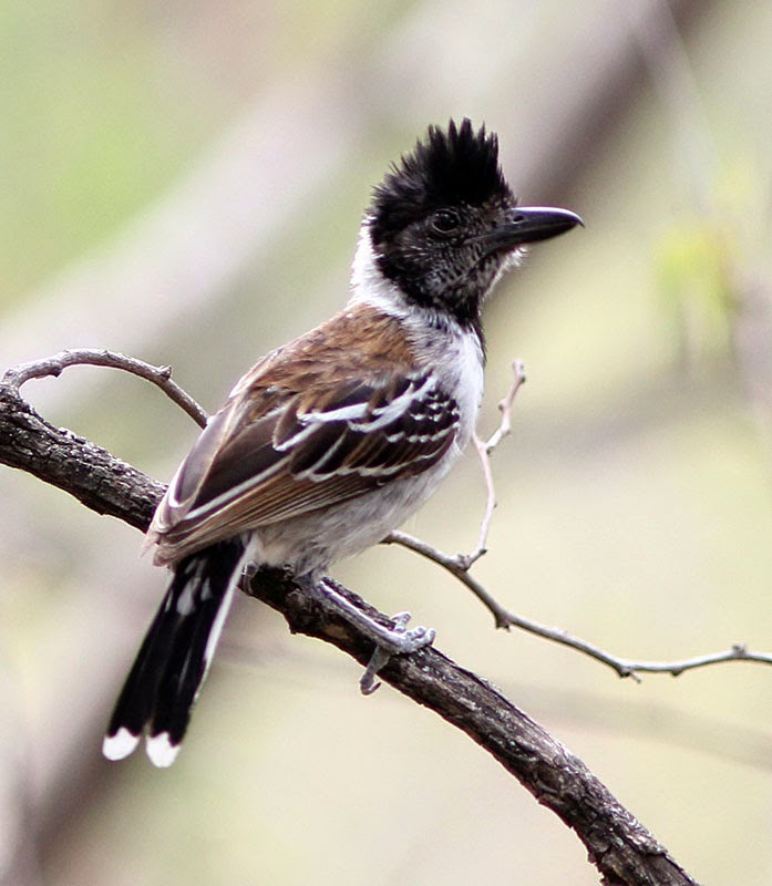 Birdernaturalist: Some Birds of Chaparrí Reserve