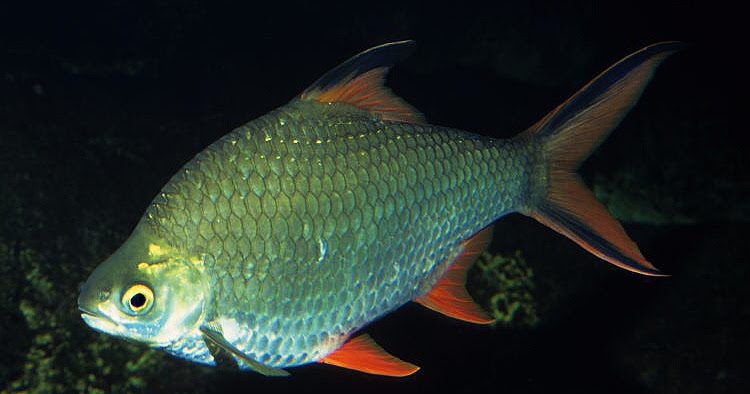 How to Keep Tinfoil Barb Fish in an Aquarium - fish-hobbyist