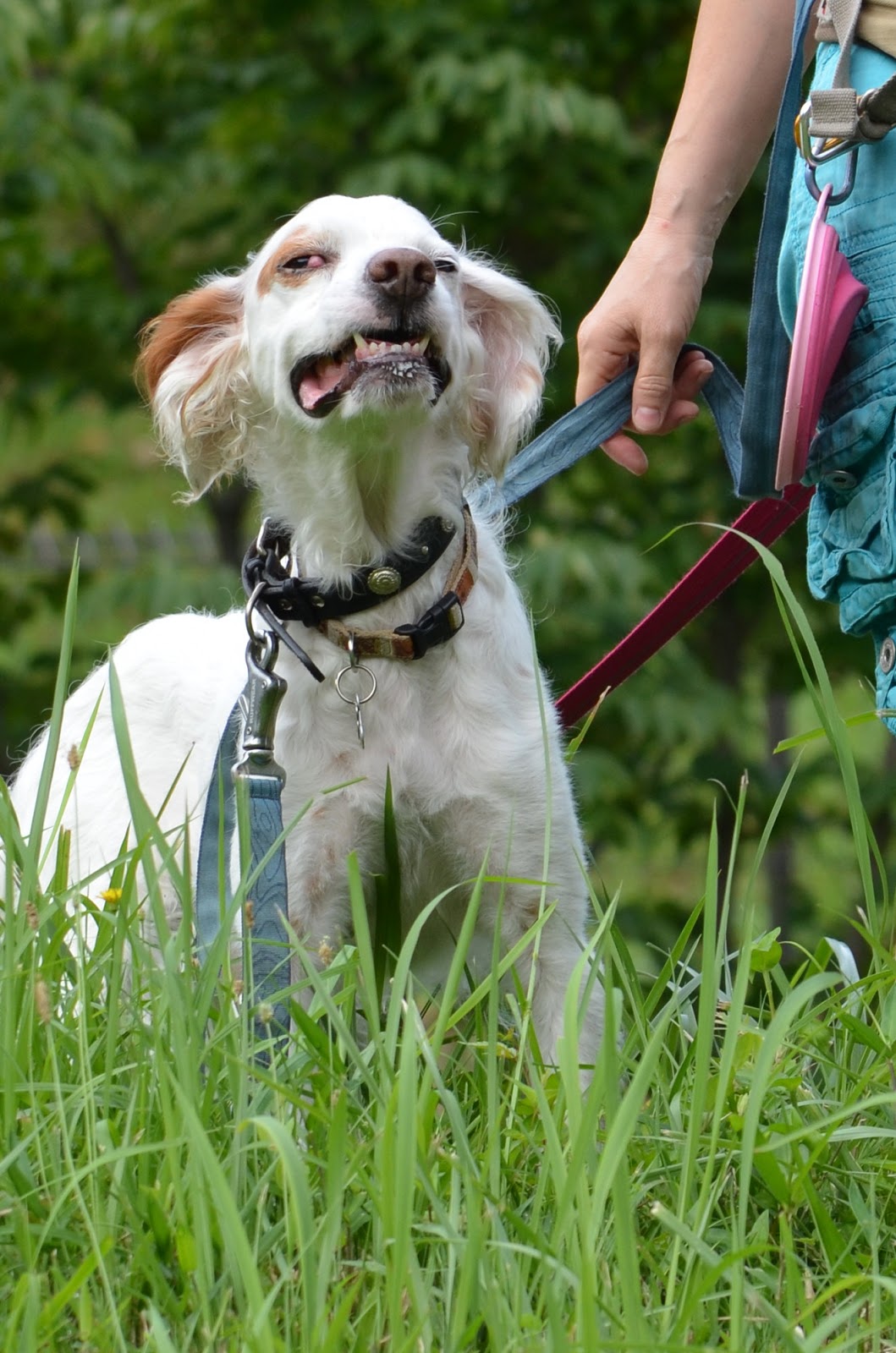 Gundog rescue Claire: Dogged Cynicism