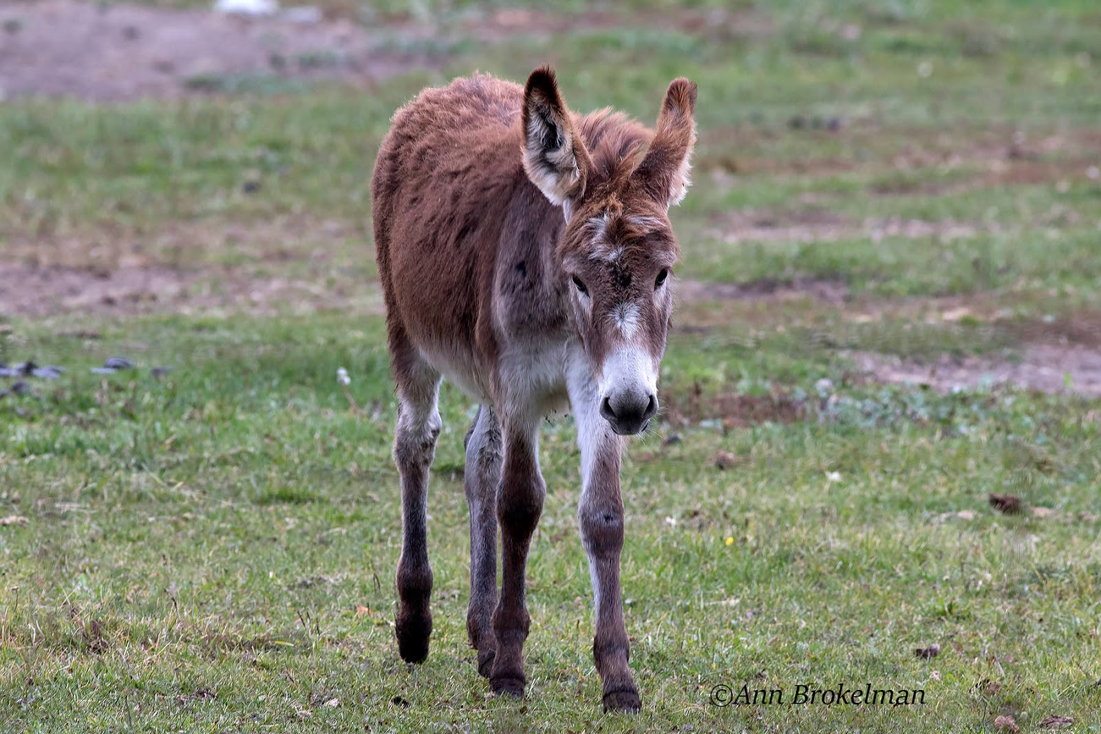 Ann Brokelman Photography: Donkeys on the back roads of Port Perry
