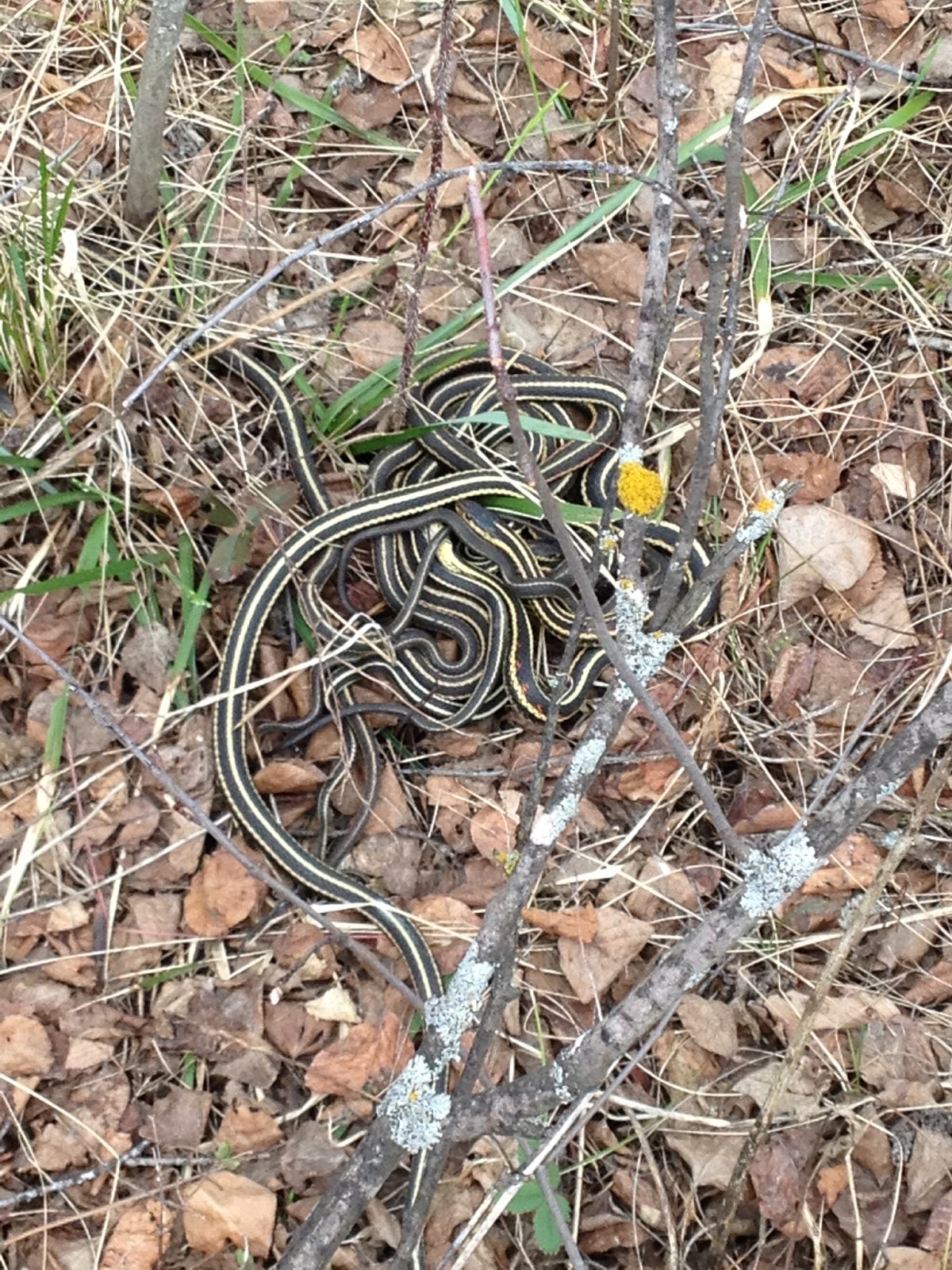 The Gig's Digs: Snakes Snakes Everywhere