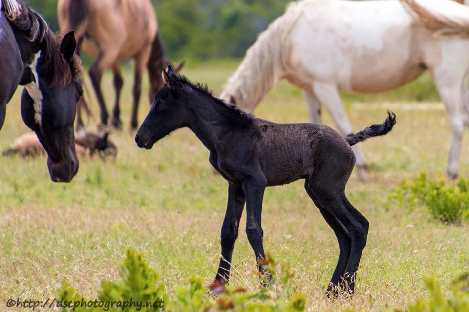 Critter Sitter's Blog: Foal 53 Is Here - Plus Photos of Other Foals In ...