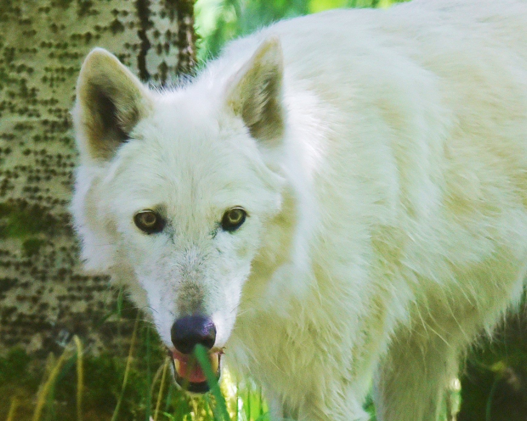 Shoreline Area News: Wayne's Wolves - at the Woodland Park Zoo