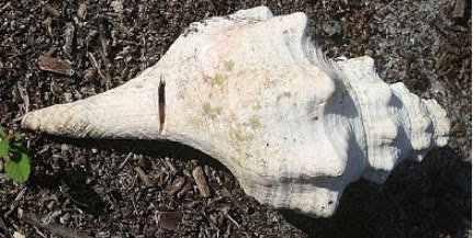 Treasure Beaches Report: Pt. 2. (2020 and Beyond). : 2/12/21 Report ...