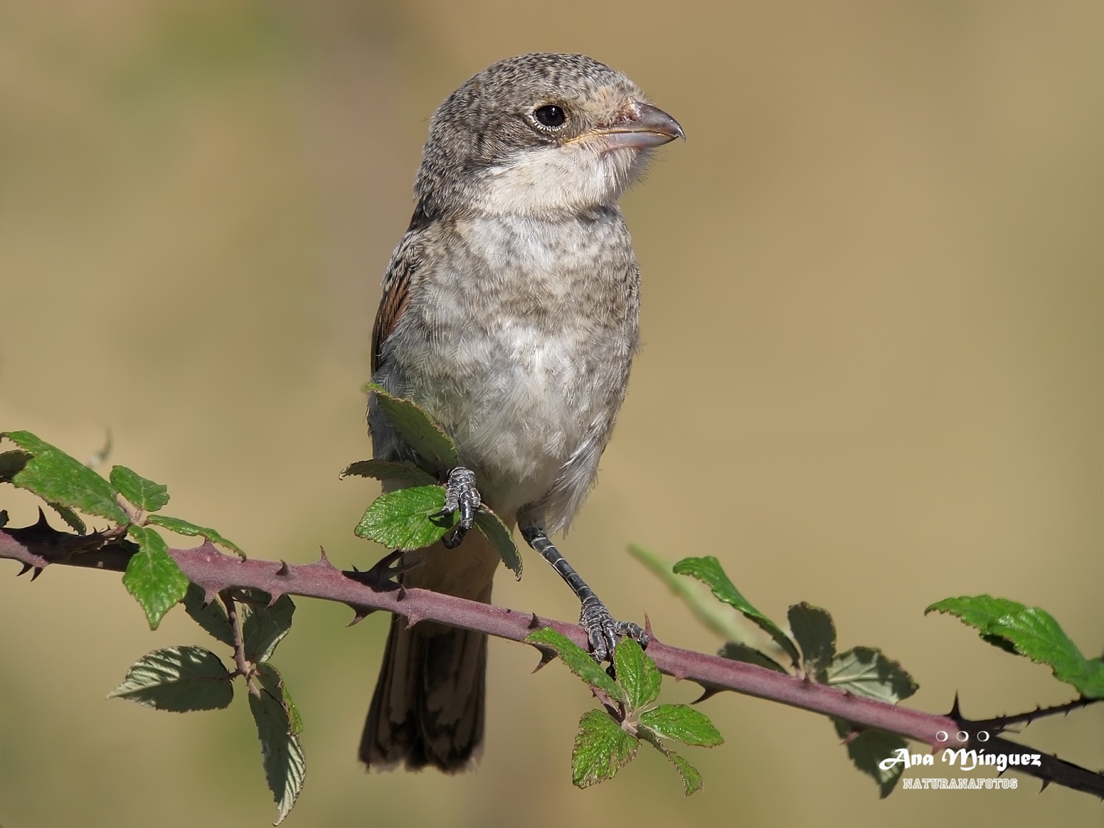 NATURANAFOTOS: Alcaudón común/ Woodchat shrike